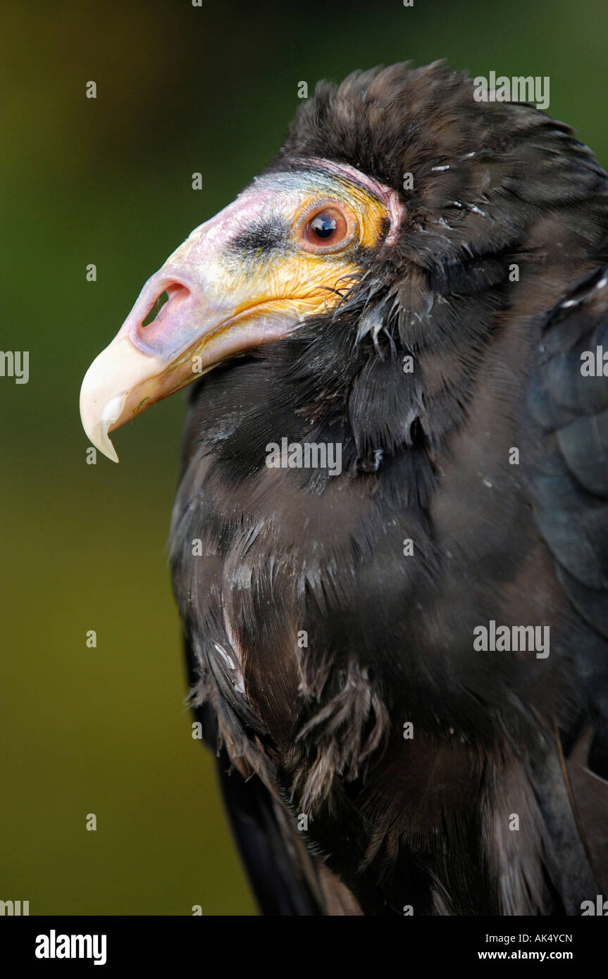 Lesser Yellow-headed Vulture Stock Photo - Alamy