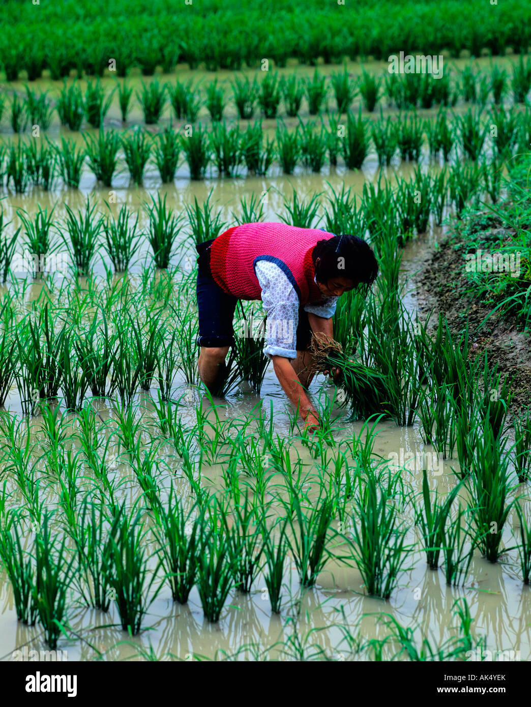 Woman planting Rice Stock Photo - Alamy
