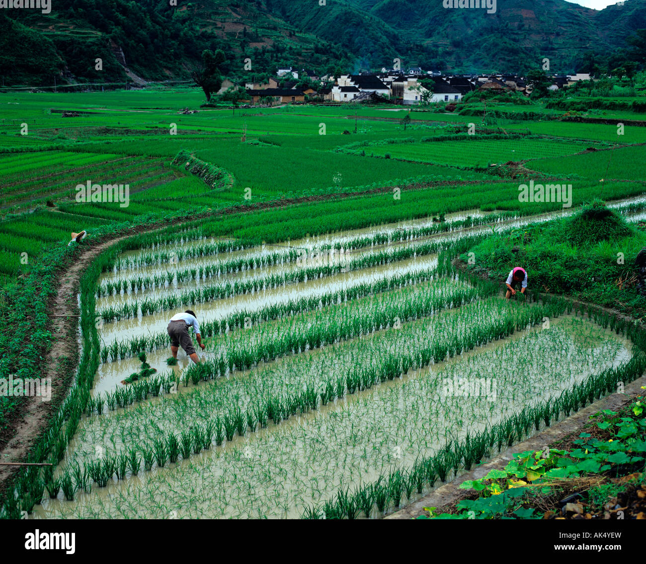 Farmer planting Rice Stock Photo - Alamy