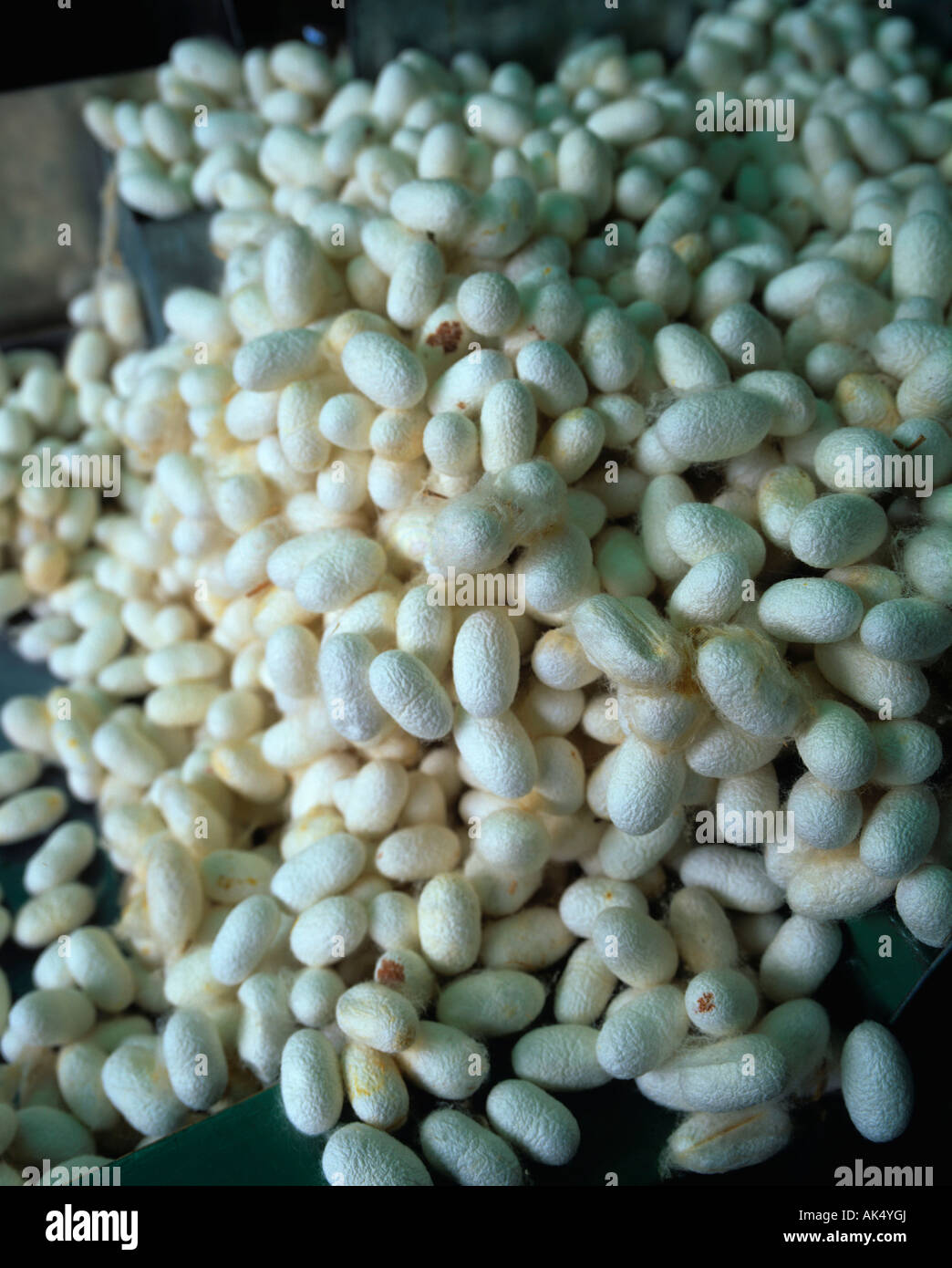 Moth cocoons hi-res stock photography and images - Alamy