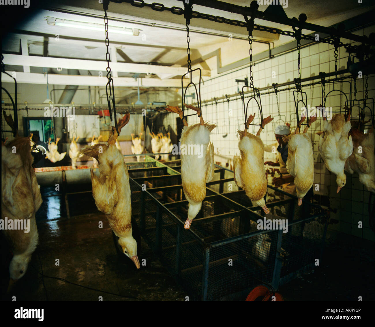 Domestic Ducks in slaughterhouse Stock Photo - Alamy