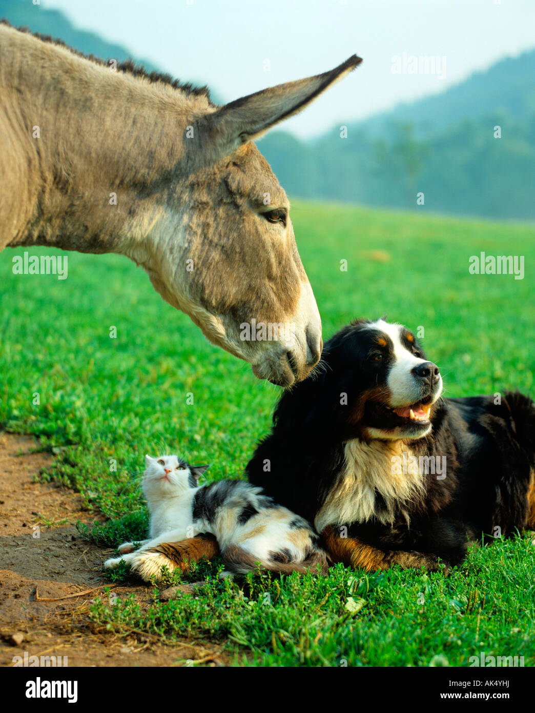 Donkey, Cat and Dog Stock Photo - Alamy