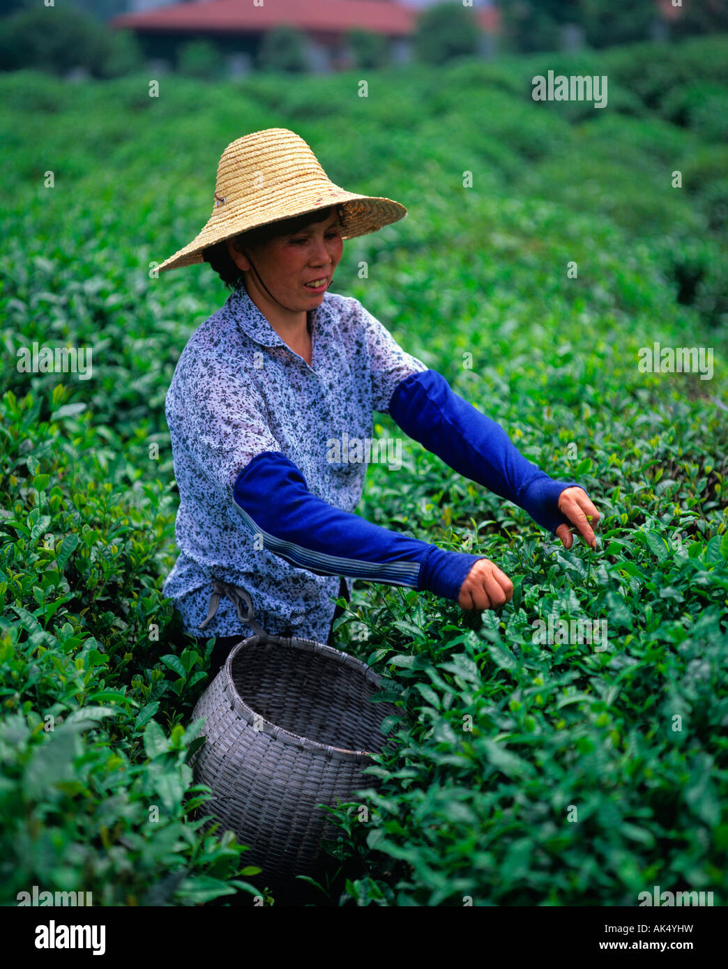 Woman picking tea Stock Photo - Alamy