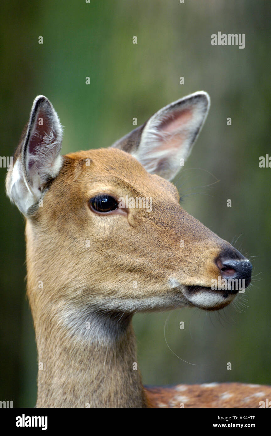 Dybowski hi-res stock photography and images - Alamy