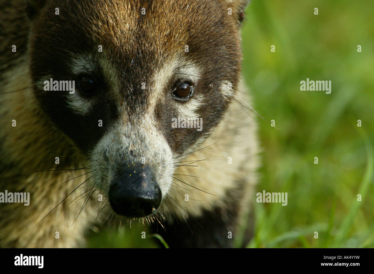 White-nosed Coati, scientific name; Nasua narica, in the rain forest of ...