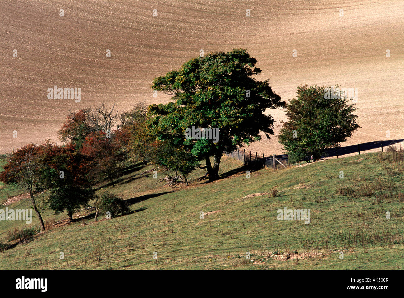 Group Of Trees Stock Photo - Alamy