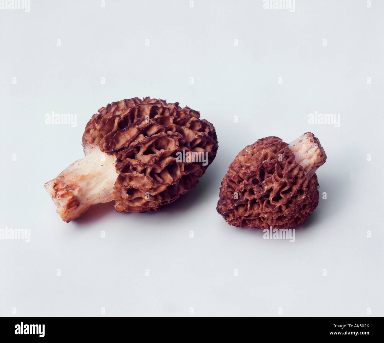 Morel cut out hi-res stock photography and images - Alamy