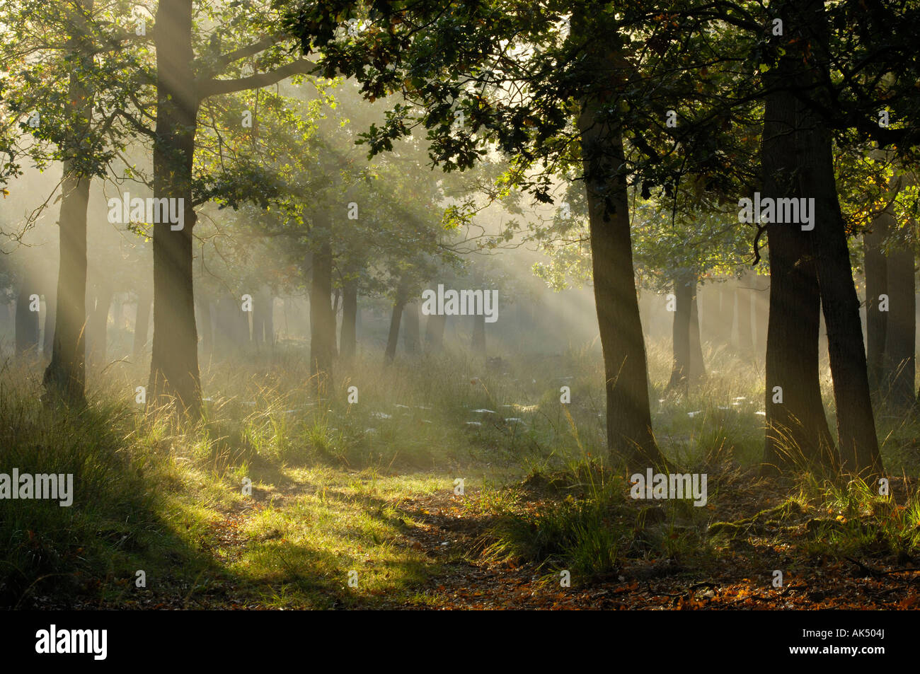 Sunrayes in fog Stock Photo - Alamy