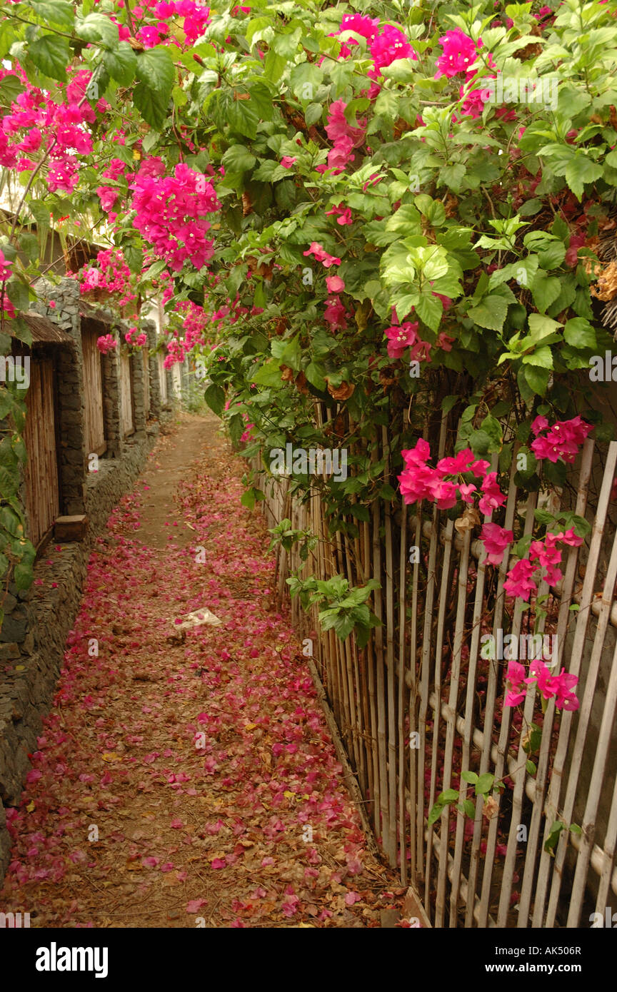 Purple flowers on the Gili Islands, Lombok, Indonesia Stock Photo - Alamy