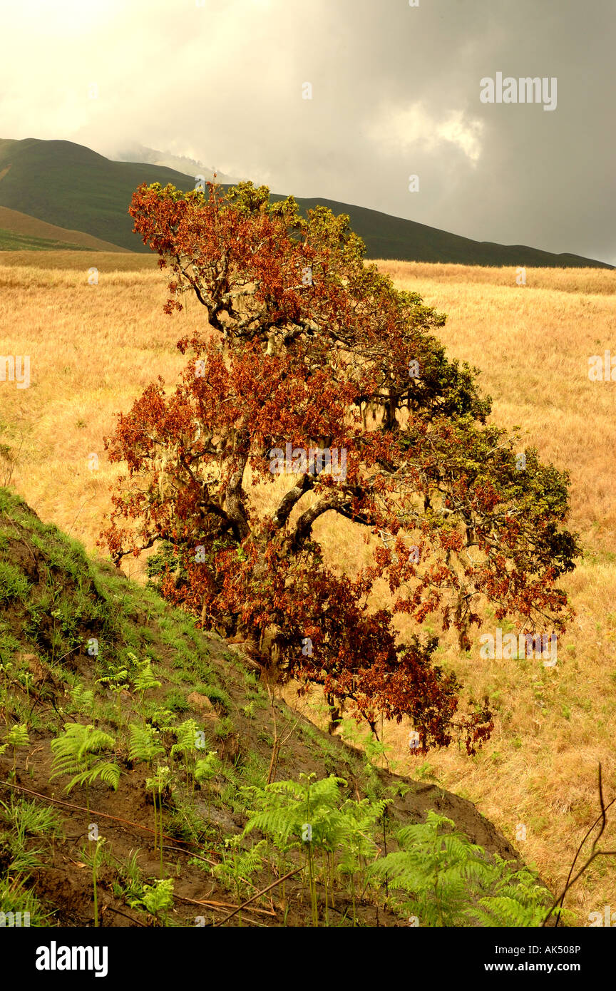 Autumnal tree on the Rinjani Volcano on the Indonesian island of Lombok ...