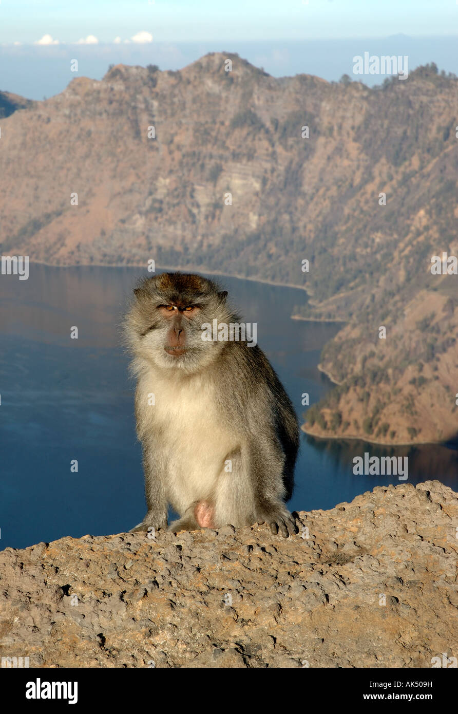 Monkey on the crater lake of Rinjani Volcano on the Indonesian island ...