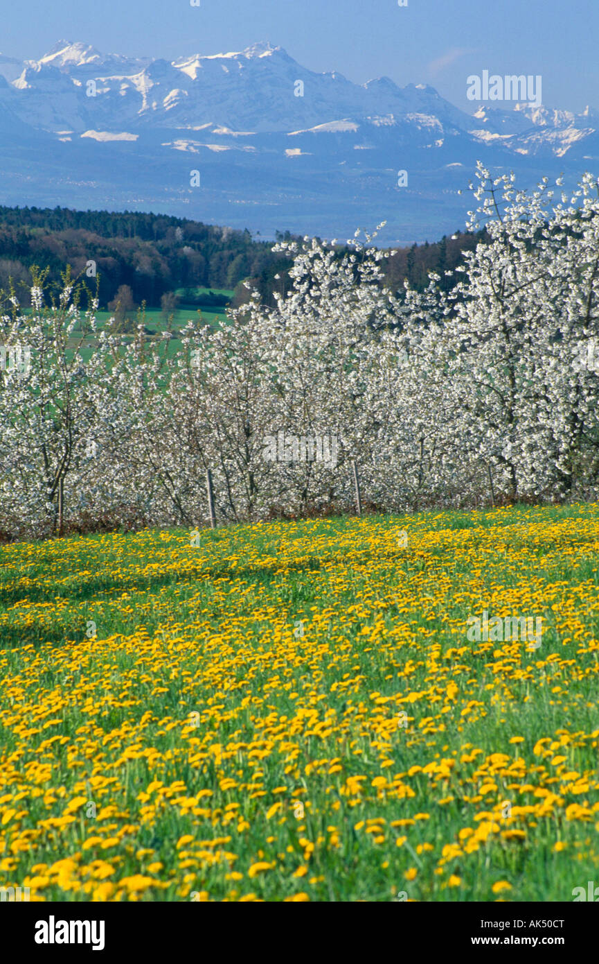 Blooming fruit trees Stock Photo - Alamy