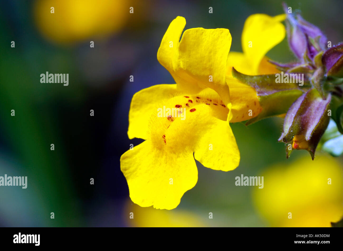 Monkey Flower, Monkey Musk Stock Photo - Alamy