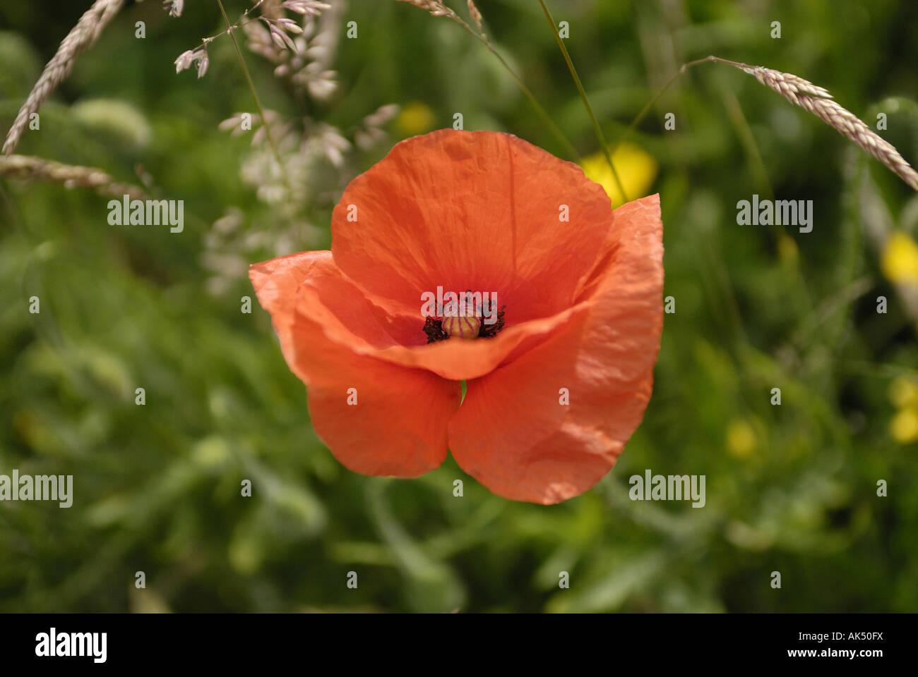 Plants poking through hi-res stock photography and images - Alamy