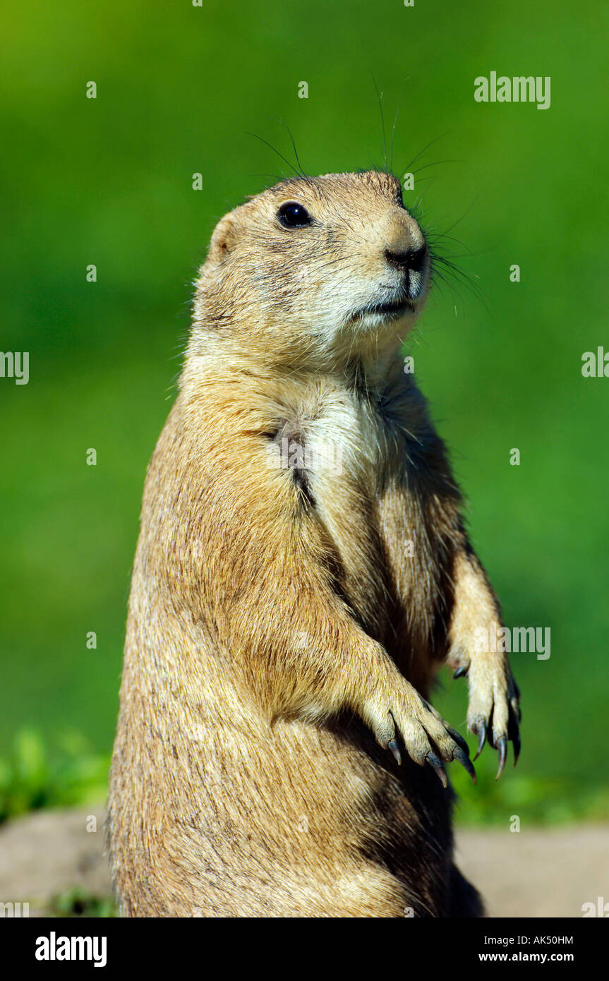 Black-tailed Prairie Dog Stock Photo - Alamy