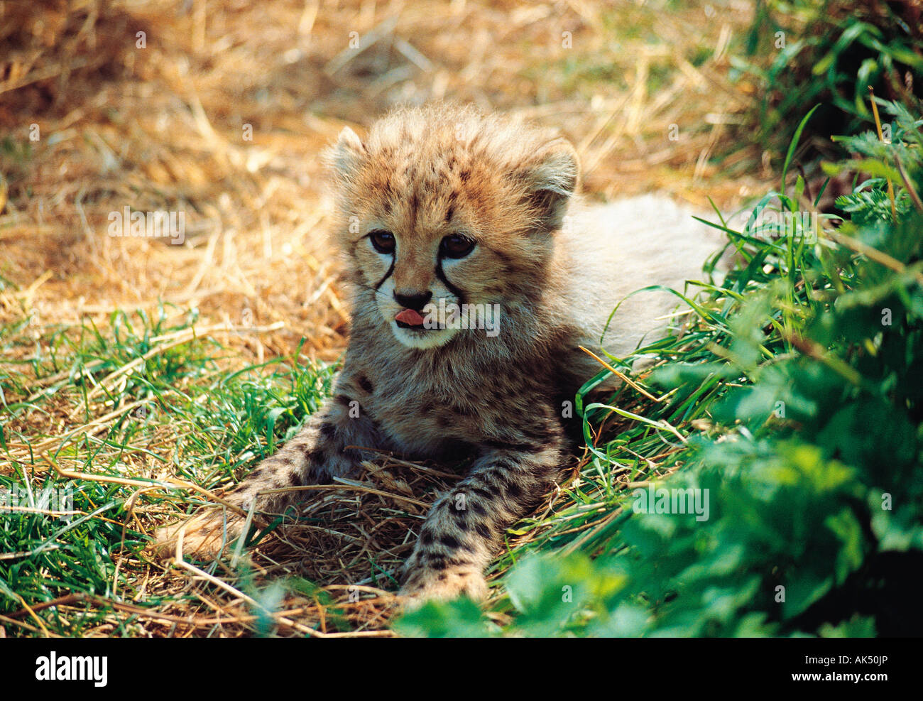 Wildlife, Cheetah cub Stock Photo - Alamy