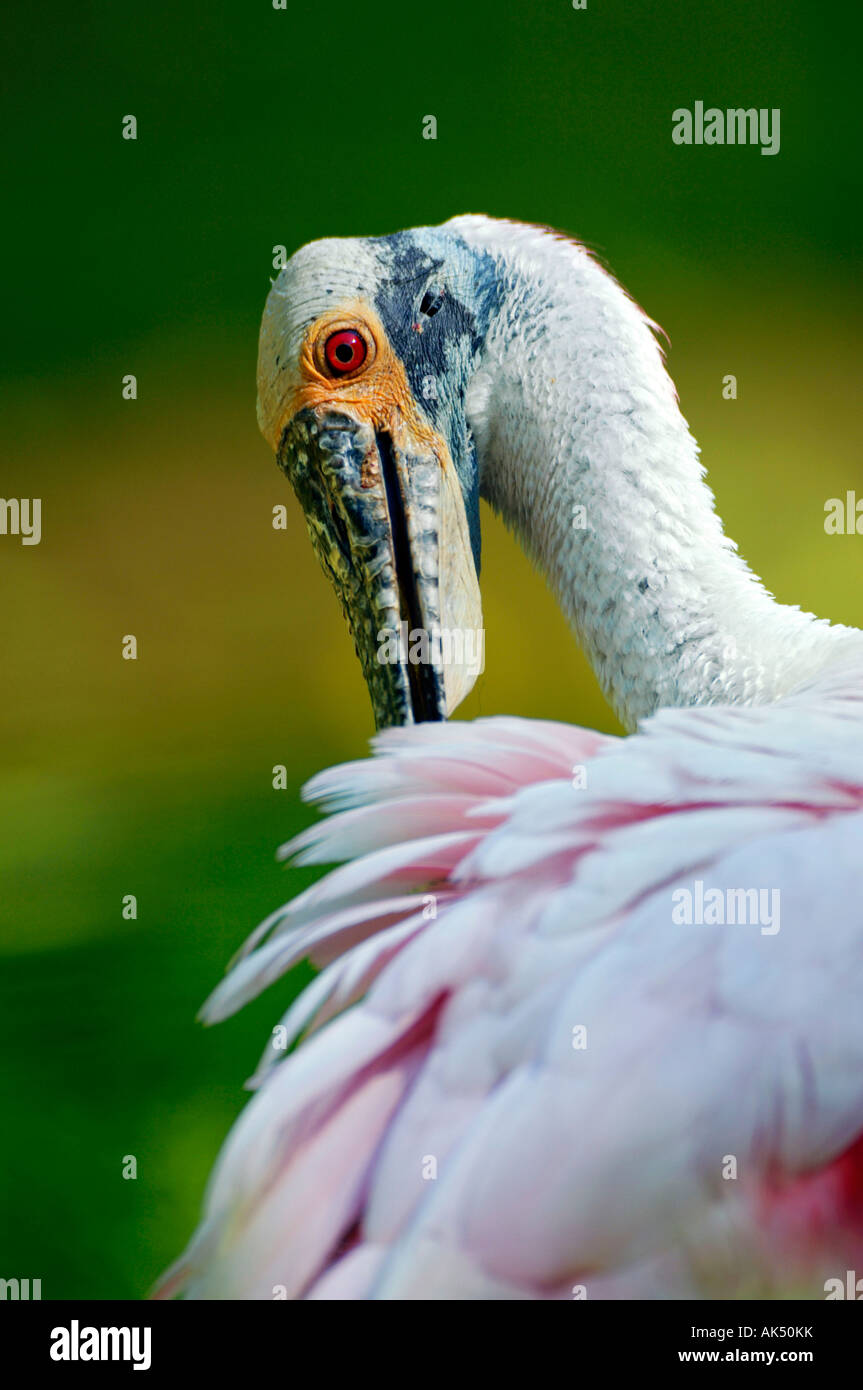 Roseate Spoonbill, Red Spoonbill Stock Photo - Alamy