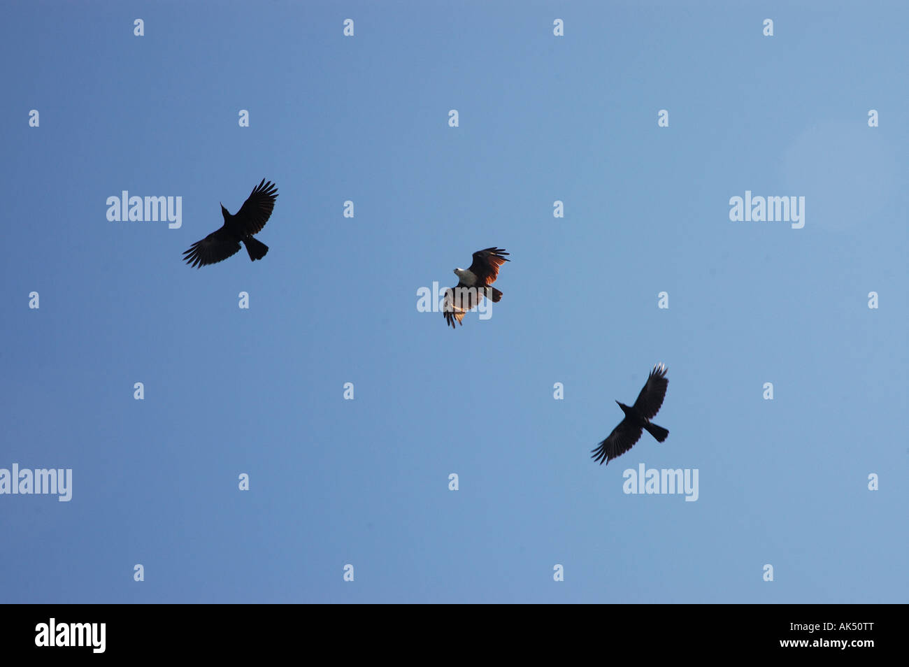 A bird of prey being chased by two crows in Indonesia, Flores Stock ...