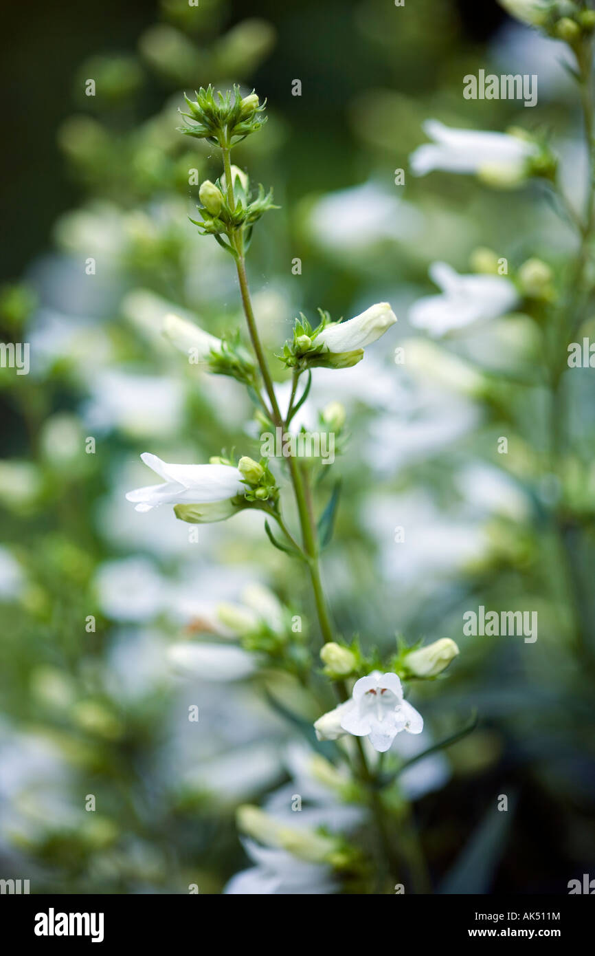 White finger stamen hi-res stock photography and images - Alamy