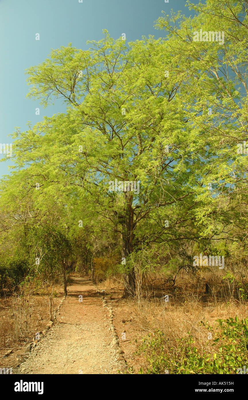 Dry season of December on Komodo Island in Indonesia Stock Photo - Alamy