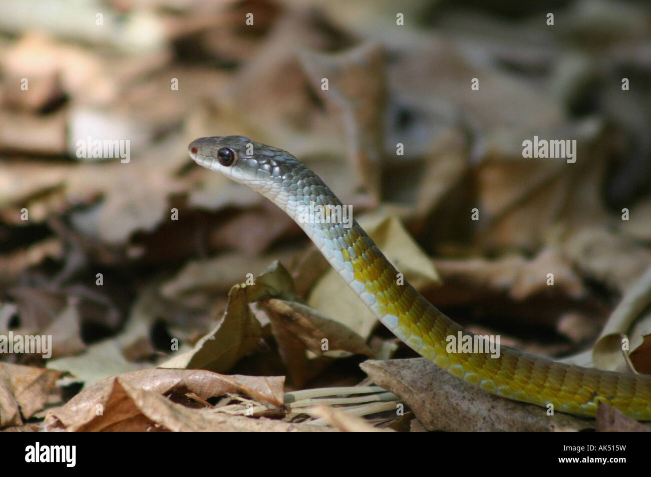 Australia : snake - portrait Stock Photo - Alamy