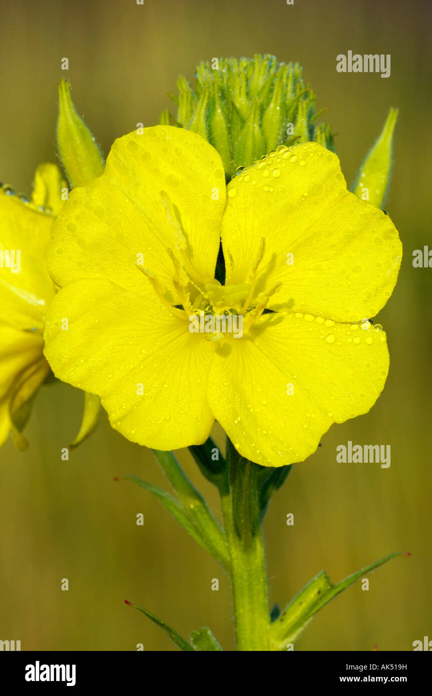 Common Evening Primrose Stock Photo - Alamy