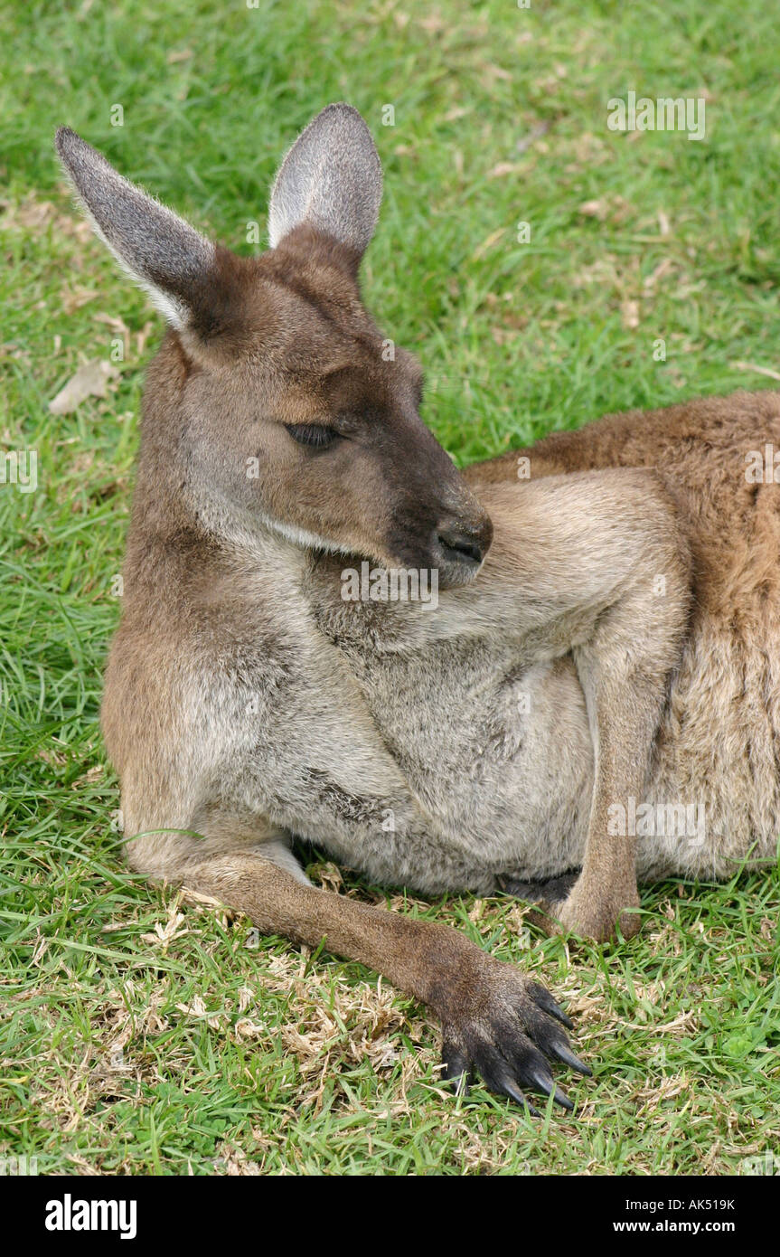Australia : grey kangaroo - lying Stock Photo - Alamy