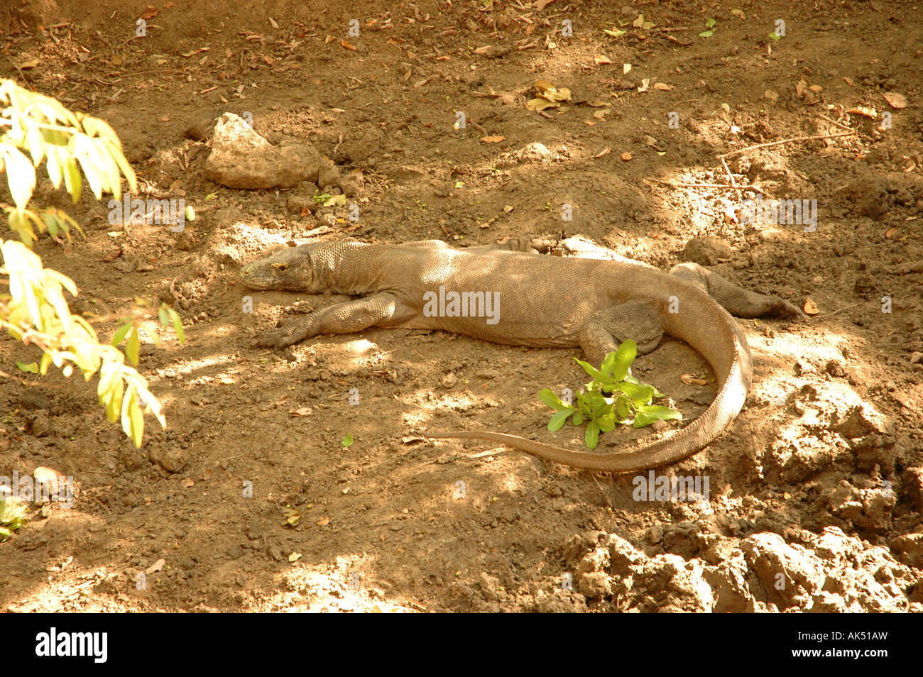 A Komodo dragon walking on Rinca Island, Indonesia Stock Photo - Alamy