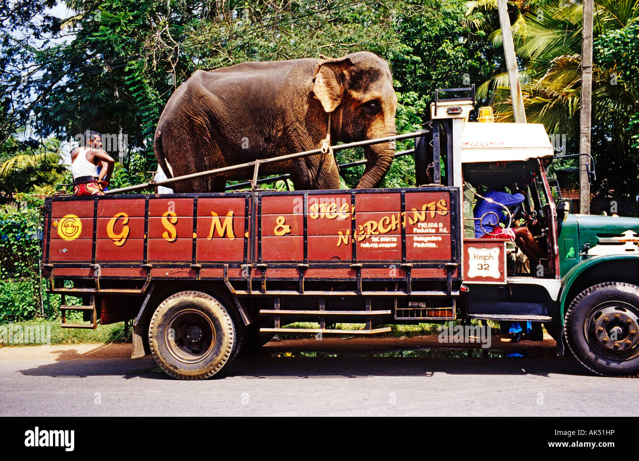 Elephant in Sri Lanka being transported from a religious ceremony by ...
