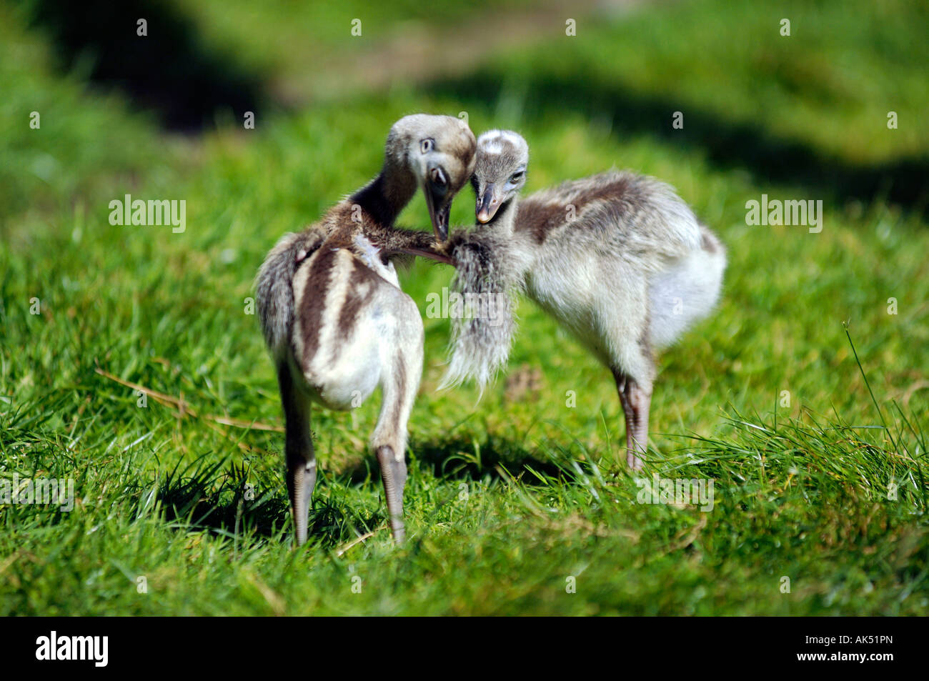Rhea chicks hi-res stock photography and images - Alamy