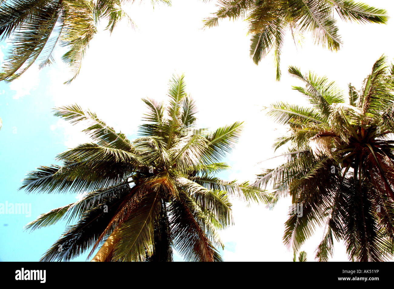 Palm trees in Thailand Stock Photo - Alamy