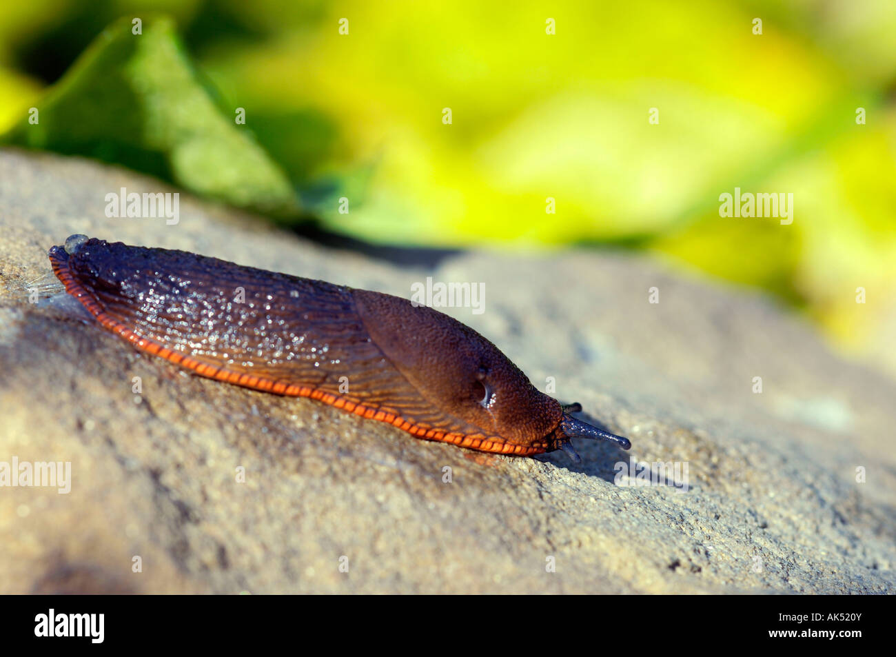 Black Arion, Large Black Slug Stock Photo - Alamy