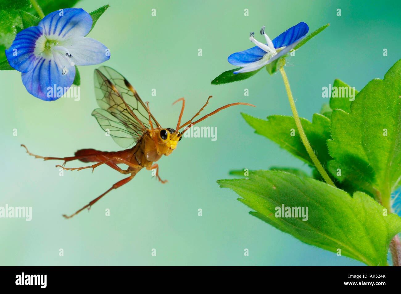 Flying sawfly hi-res stock photography and images - Alamy