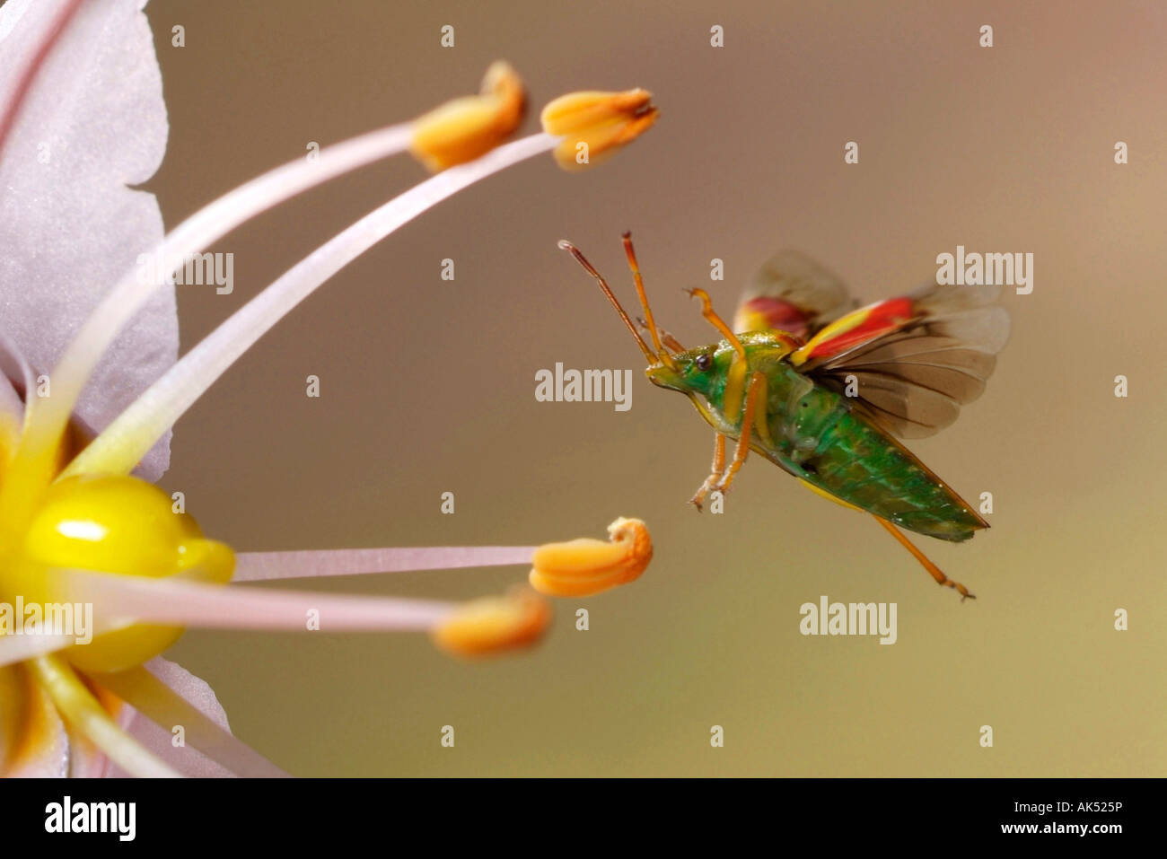 Juniper Shield Bug Stock Photo - Alamy