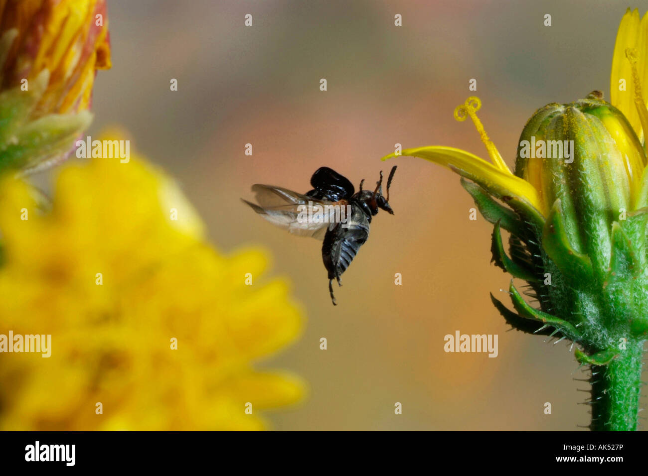 Common Pea Weevil Stock Photo - Alamy