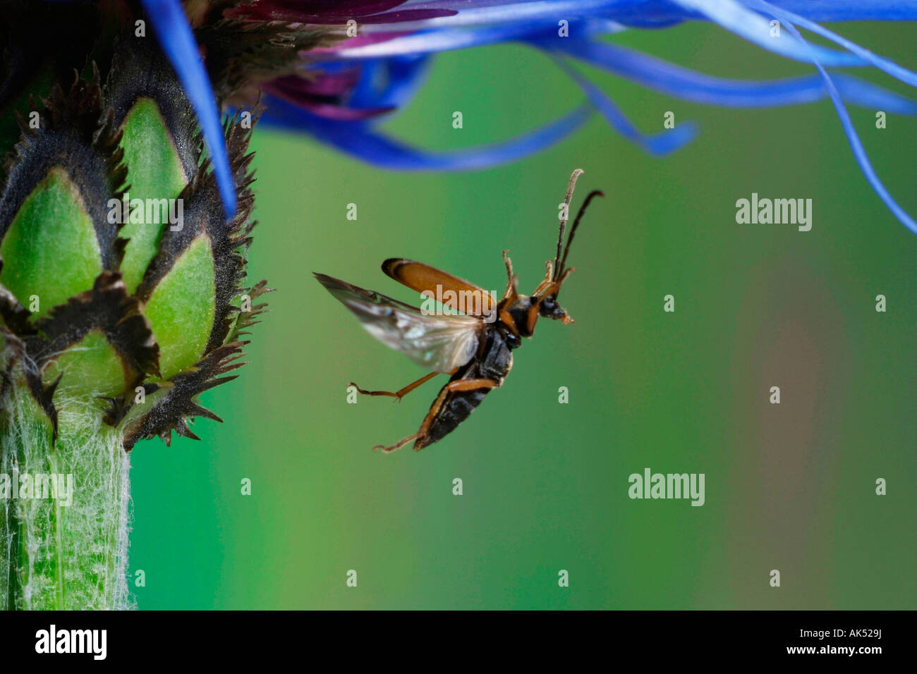 Hedge Maple Beetle Stock Photo - Alamy