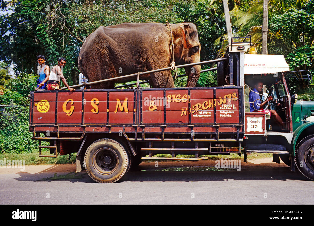 Elephant in Sri Lanka being transported from a religious ceremony by ...