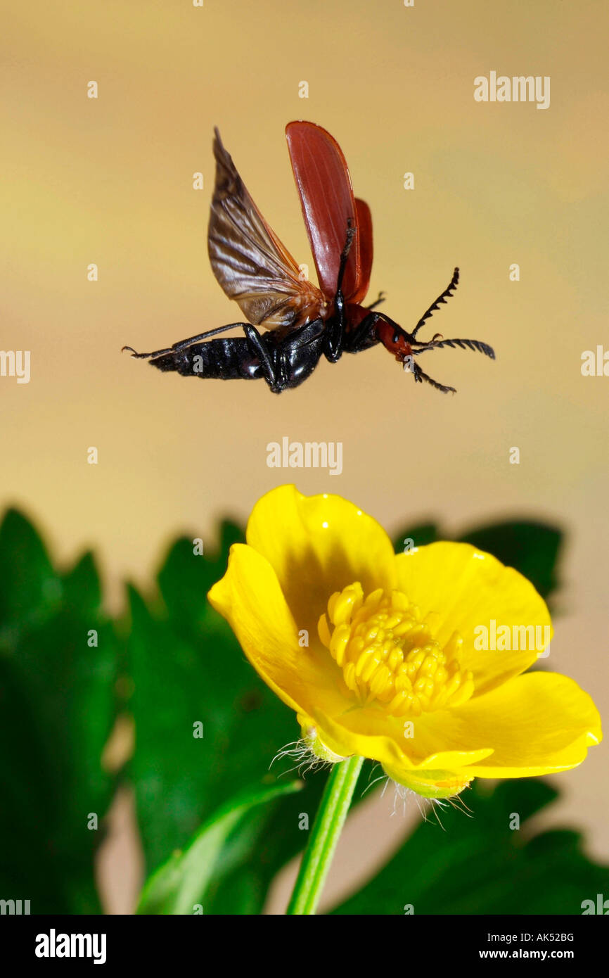 Fire beetles hi-res stock photography and images - Alamy