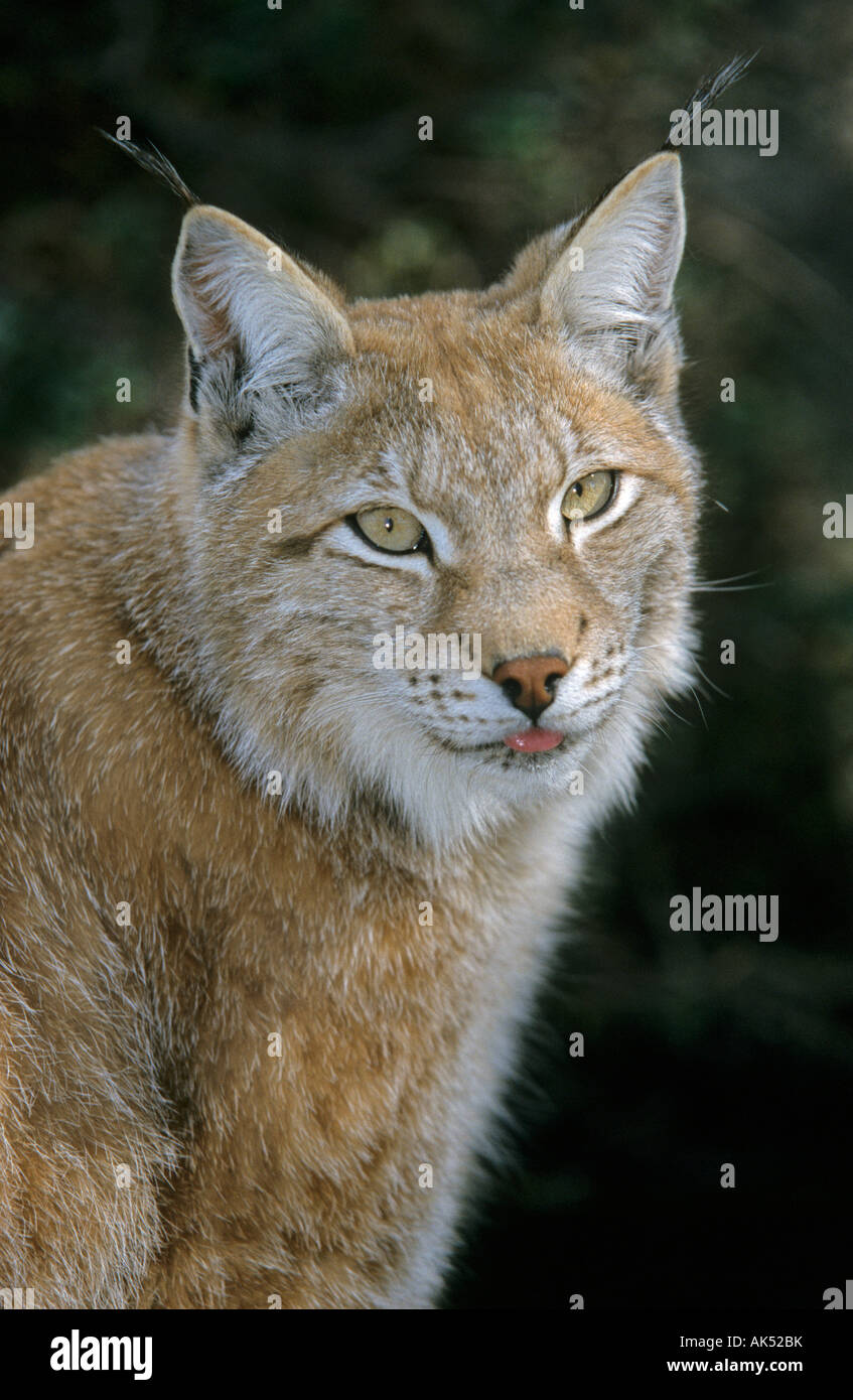 Eurasian lynx lynx lynx finland hi-res stock photography and images - Alamy