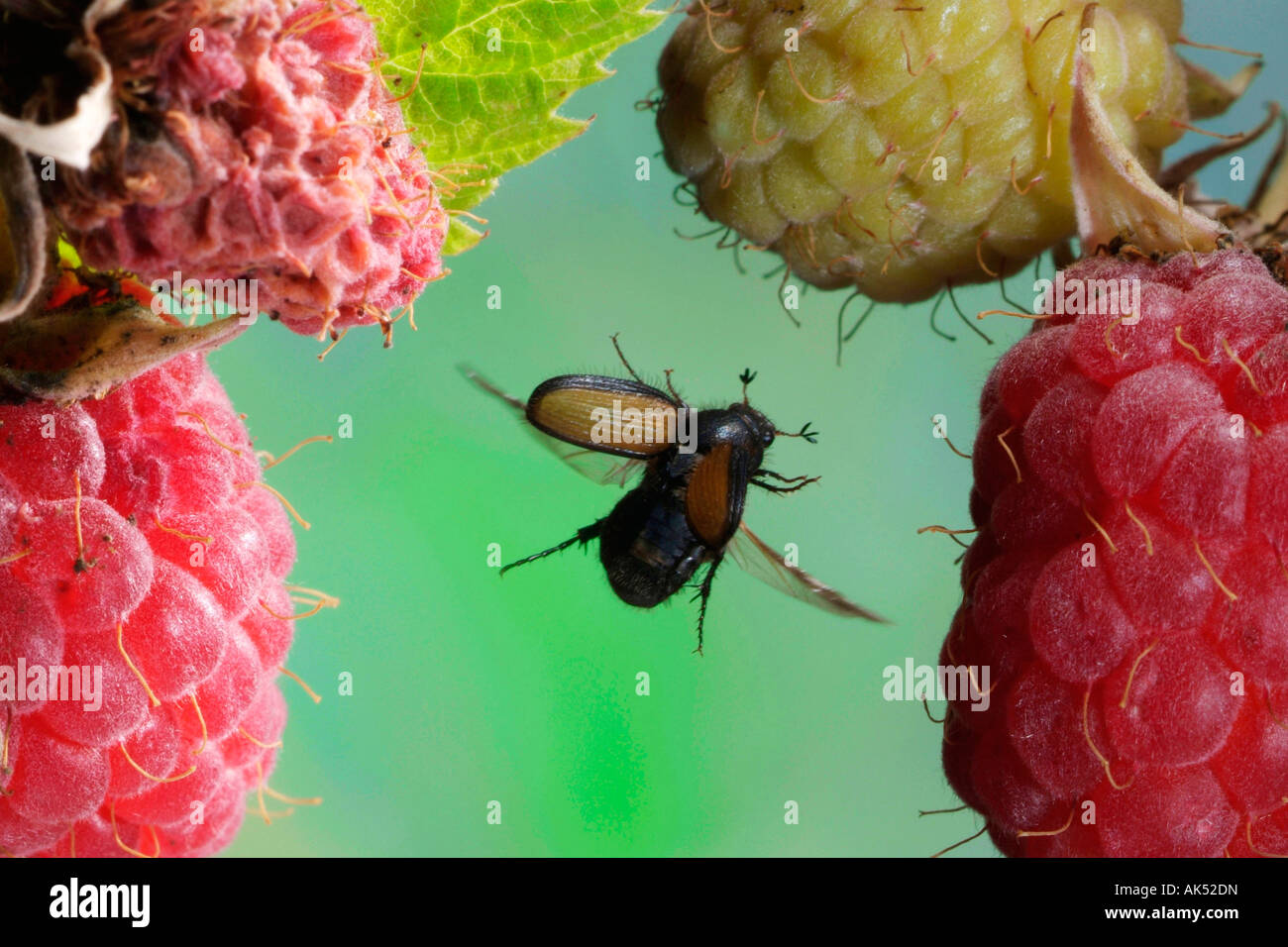 Flying insect bettle hi-res stock photography and images - Alamy