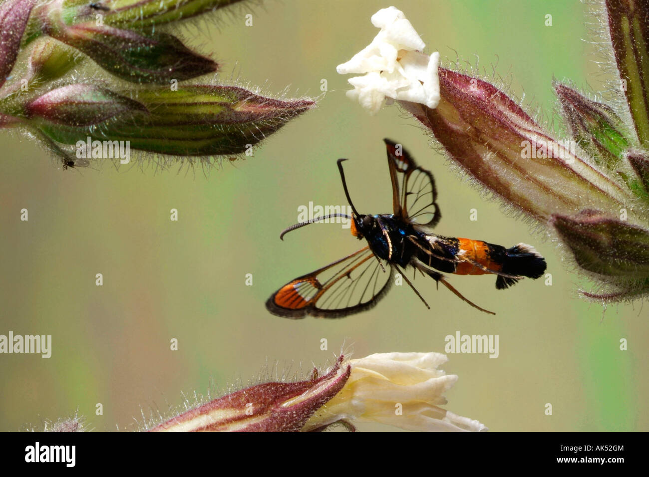 Clearwing Butterflies High Resolution Stock Photography and Images - Alamy
