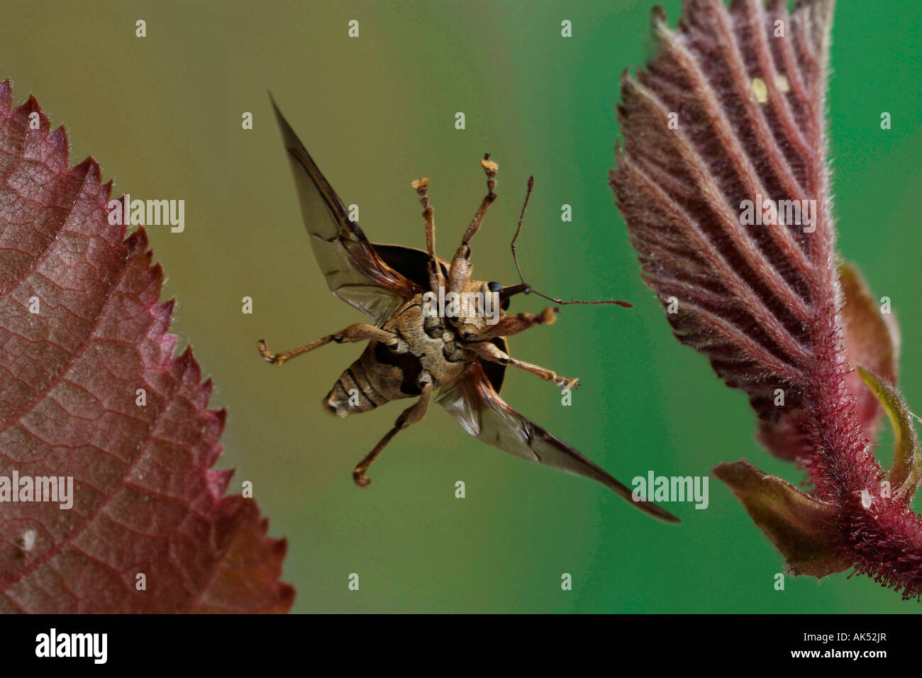 Nut weevil curculio nucum hi-res stock photography and images - Alamy