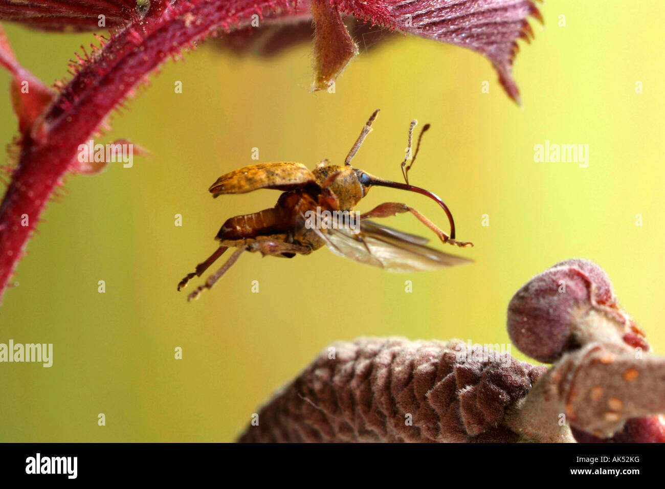 Nut weevil curculio nucum hi-res stock photography and images - Alamy