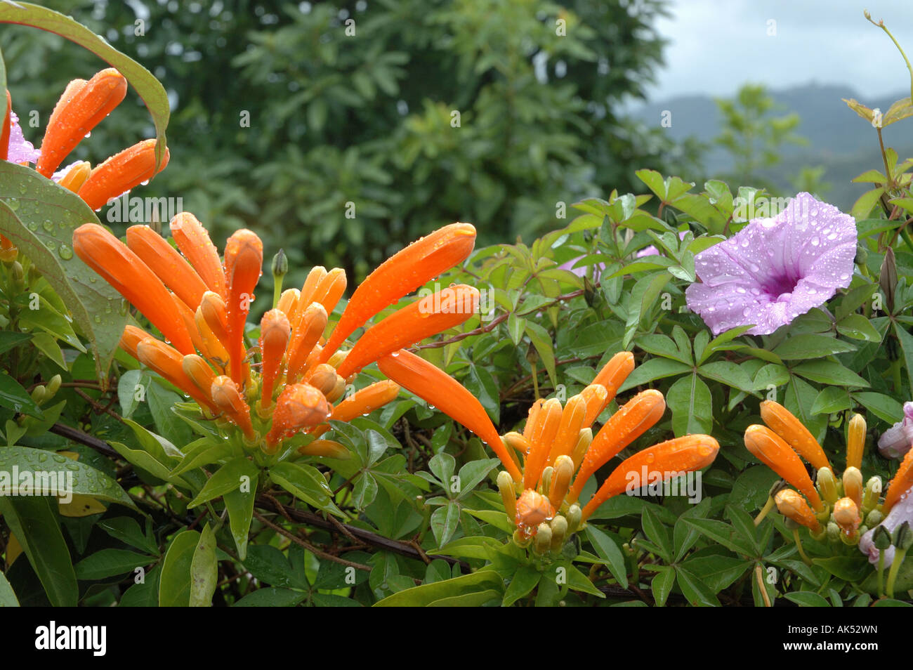 Flowers in a garden in the Cameron Highlands in Malaysia Stock Photo ...