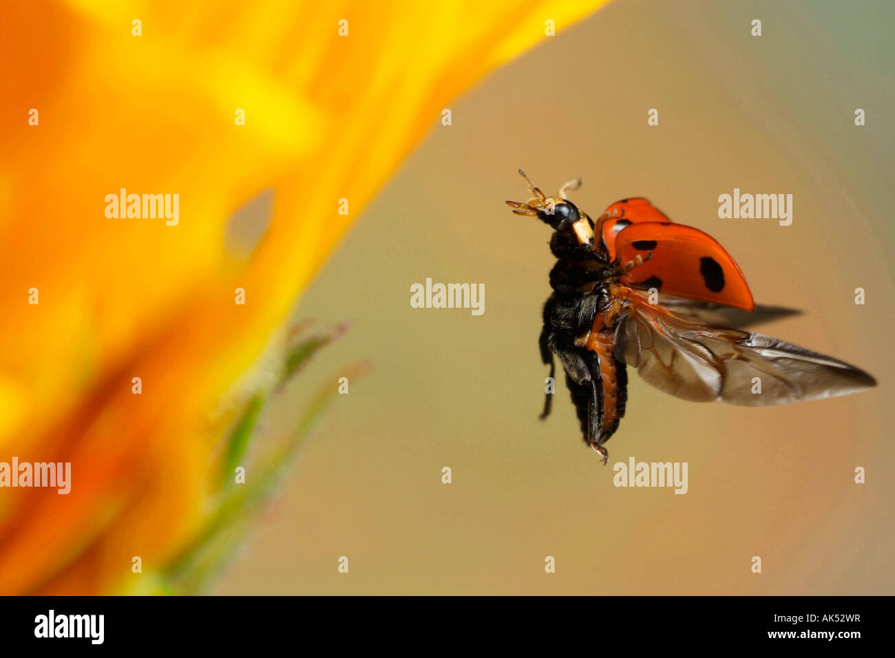 Five spot ladybird hi-res stock photography and images - Alamy