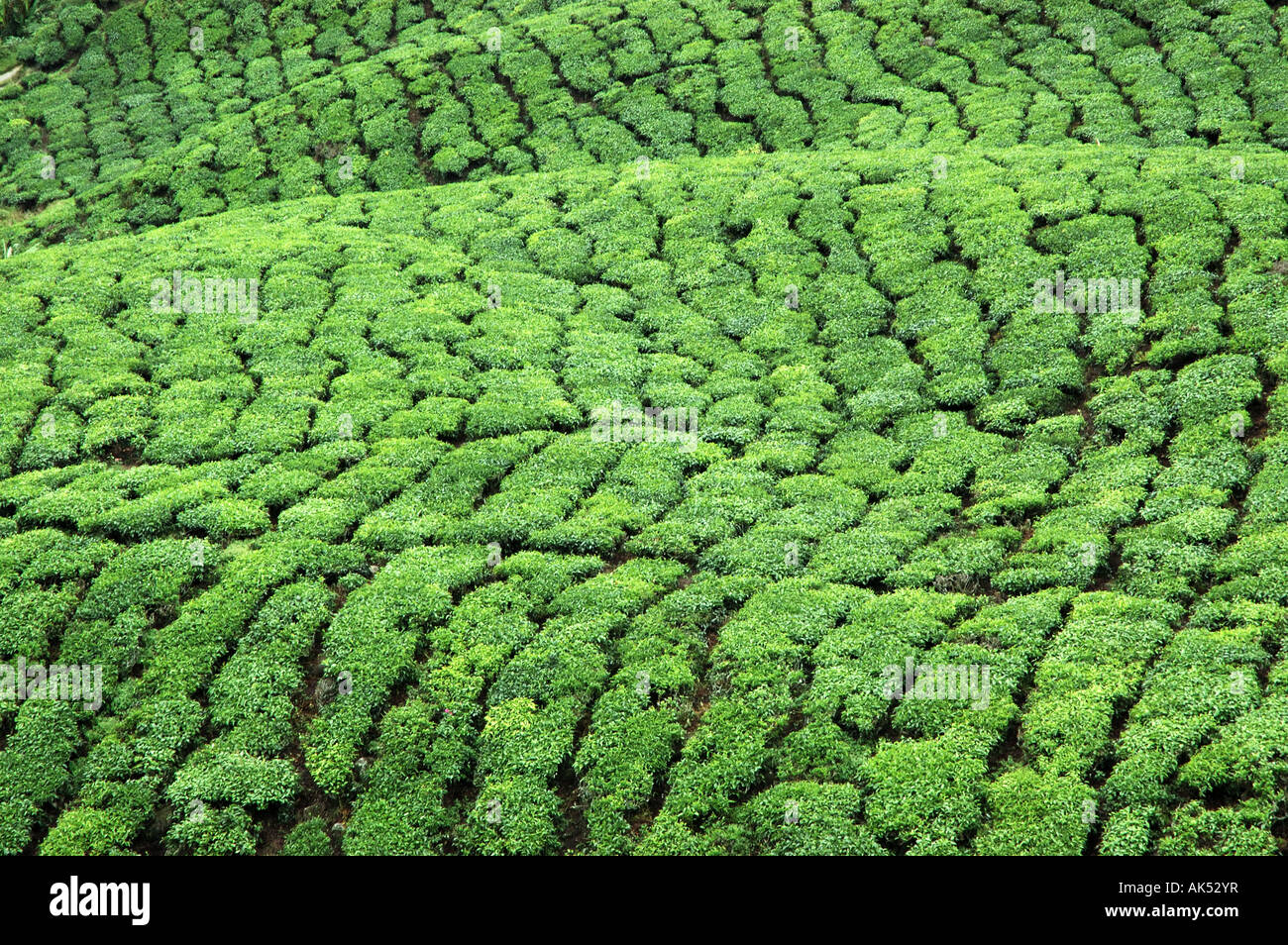 Rows of Tea plants in the Cameron Highlands in Malaysia Stock Photo - Alamy