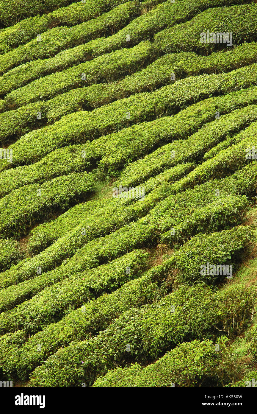 Rows of Tea plants in the Cameron Highlands in Malaysia Stock Photo - Alamy