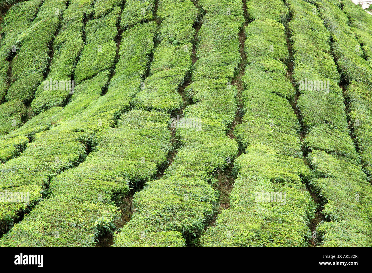 Neat Rows of tea plants on a tea estate in the Cameron Highlands Stock ...