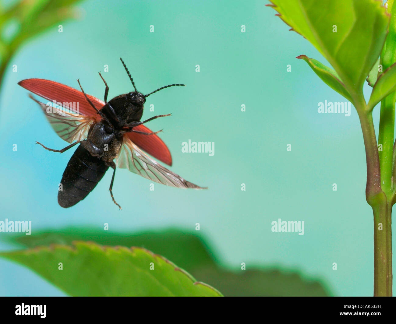 Bloodred Click Beetle Stock Photo - Alamy