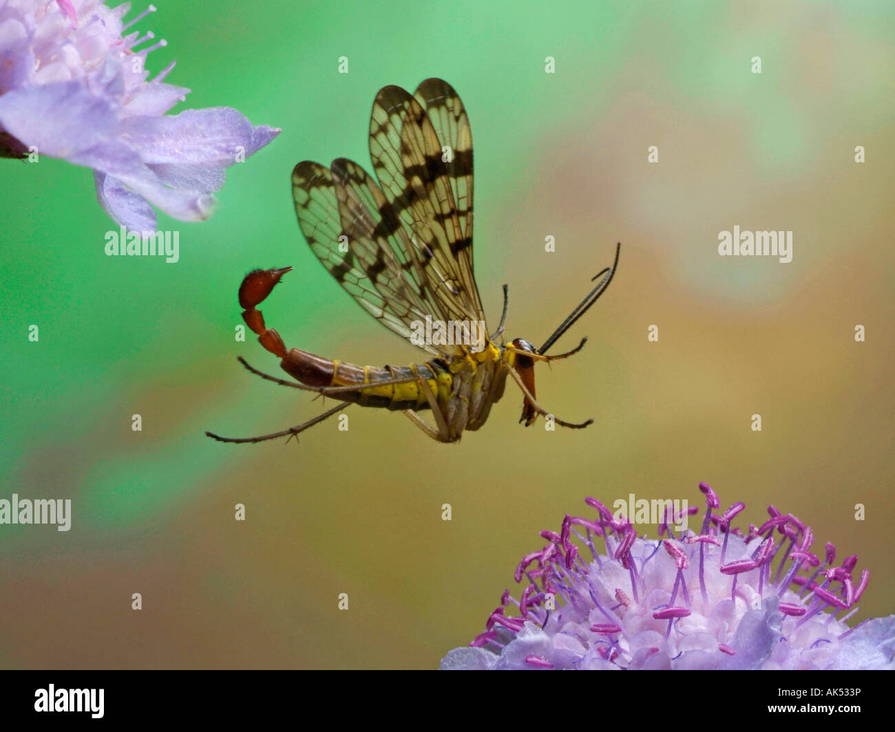 Common Scorpion Fly Stock Photo - Alamy